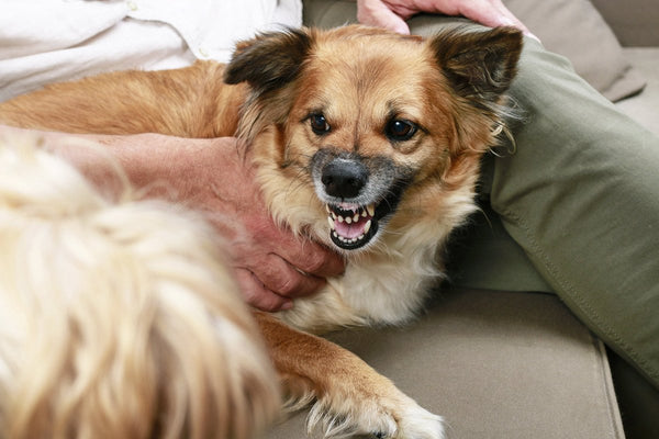 How to Socialize a Reactive Dog