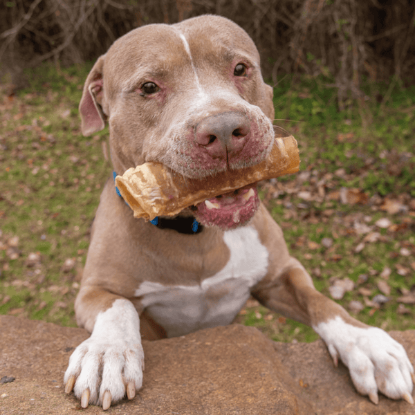 Is Beef Trachea Good for Dogs?