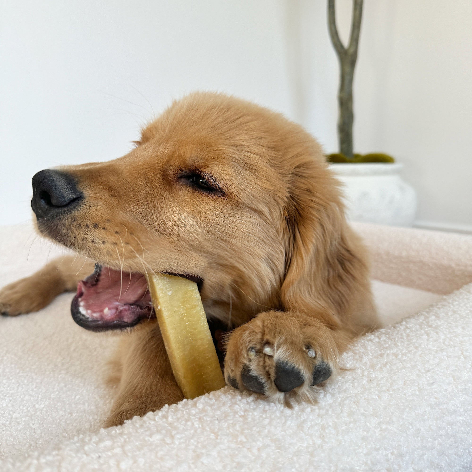 Yak Chews vs Bully Sticks: Which Chew for Your Dog?