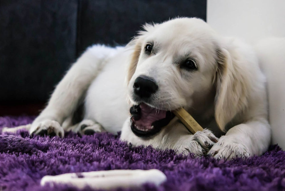 Why Do Dogs Like to Chew on Bones? Here's Your Answer