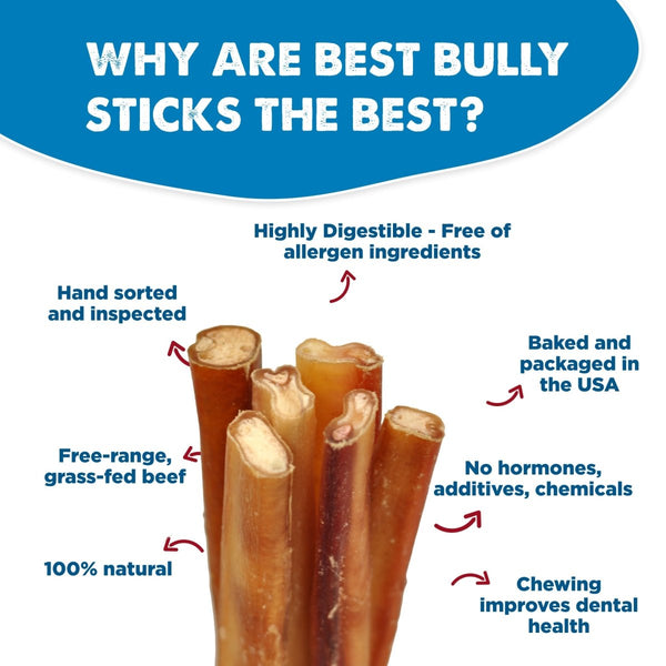 6-Inch Jumbo Bully Stick | Best Bully Sticks