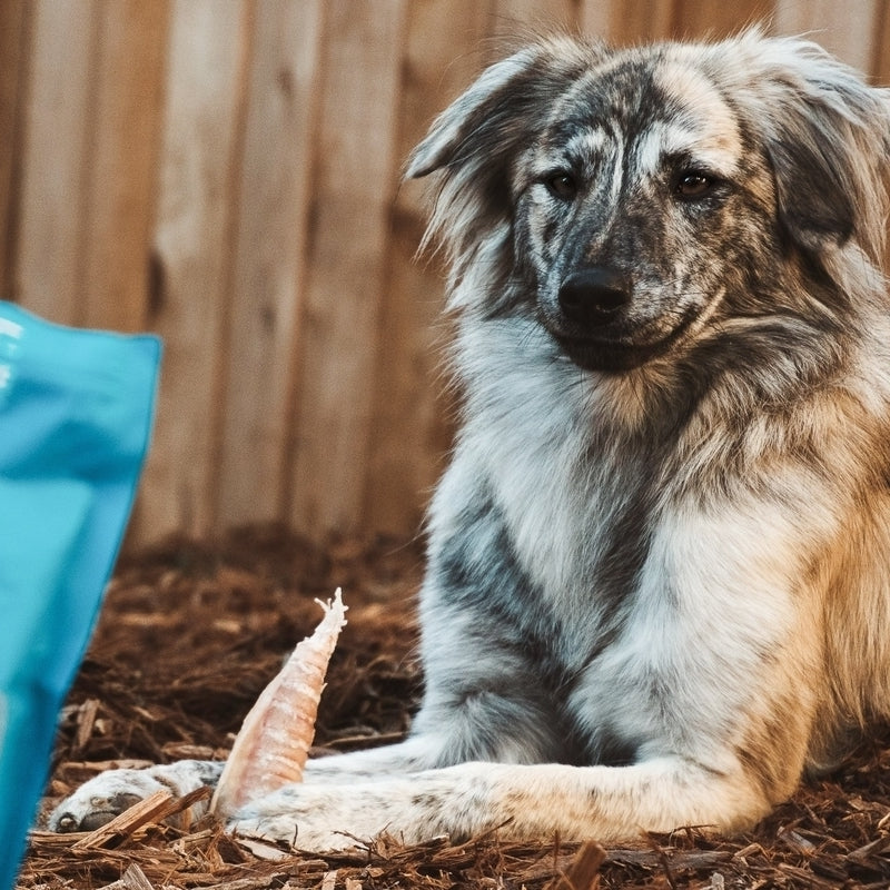 All-Natural Bully Sticks for Dogs | Best Bully Sticks