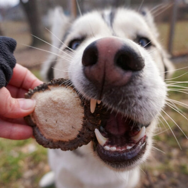 Elk Antler Burrs | Best Bully Sticks