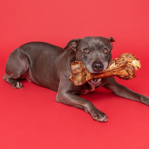 Monster Dog Bone | Best Bully Sticks